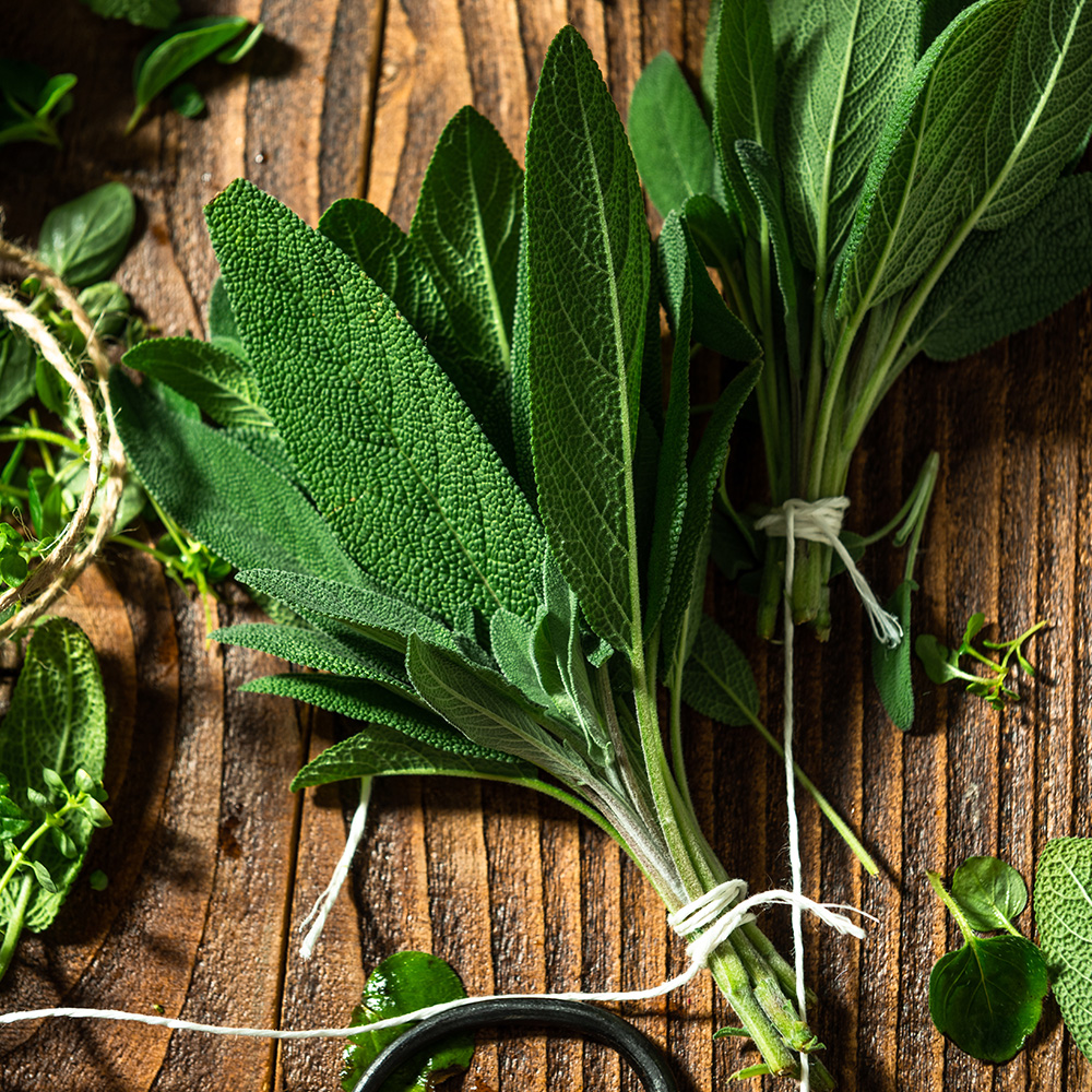 Ursolia 鼠尾草萃取物 | 漢馨科技有限公司